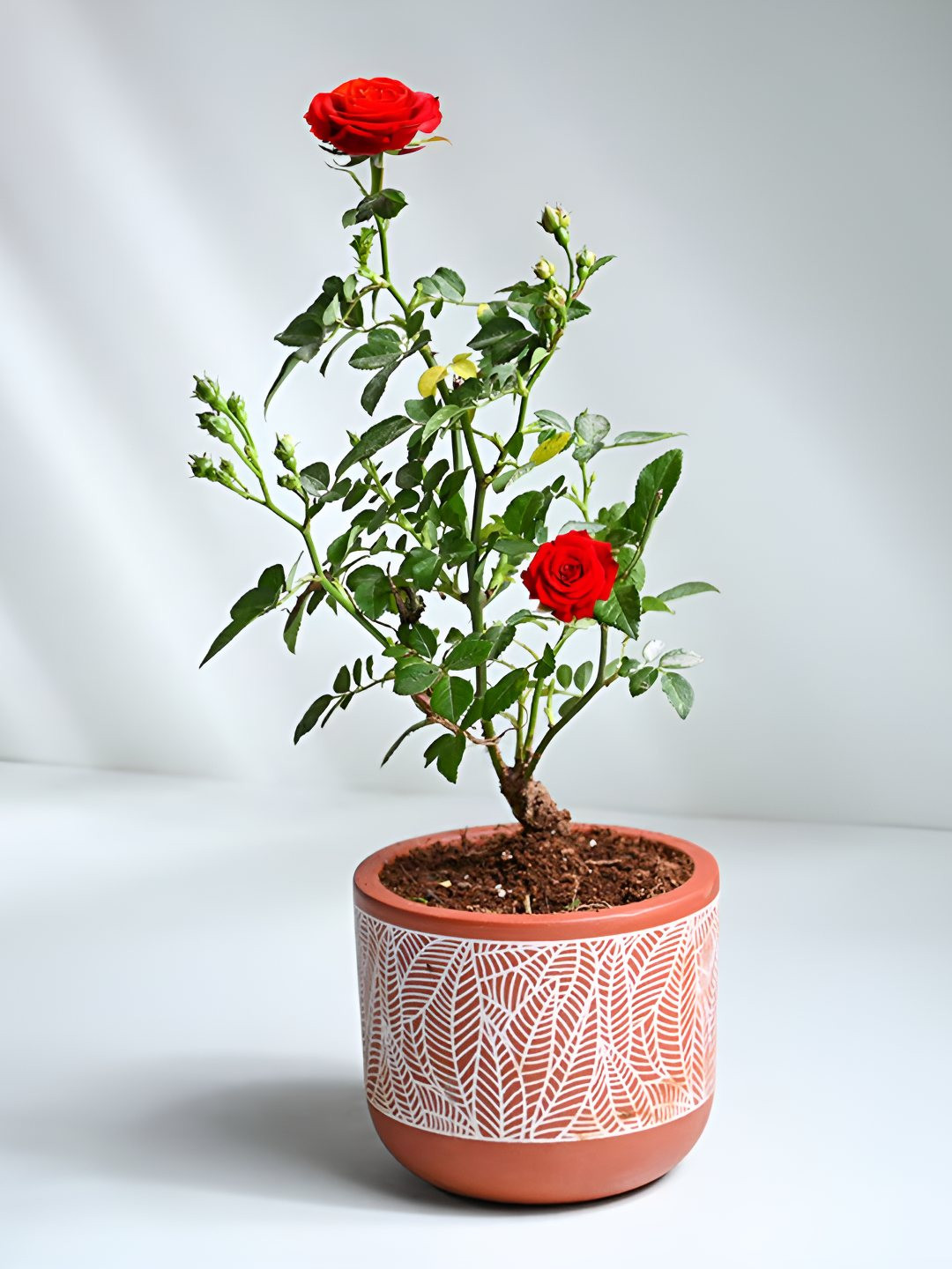 Buy Floweraura Green & Brown Indoor Rose Plant With Pot - Live Plants ...