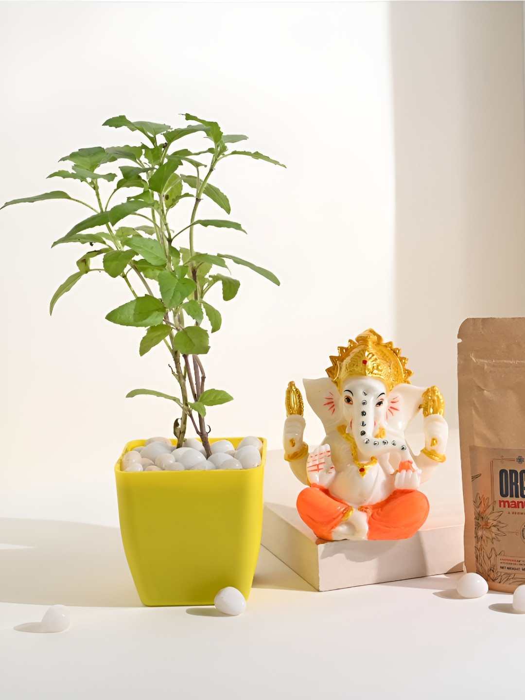 Buy Floweraura Green & Yellow Divine Tulsi Indoor Plants In Pot With ...