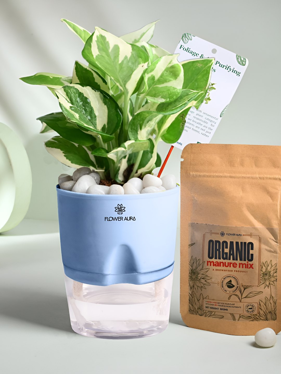 Buy Floweraura Green & White Air Purify Indoor Pothos Plant & Self ...