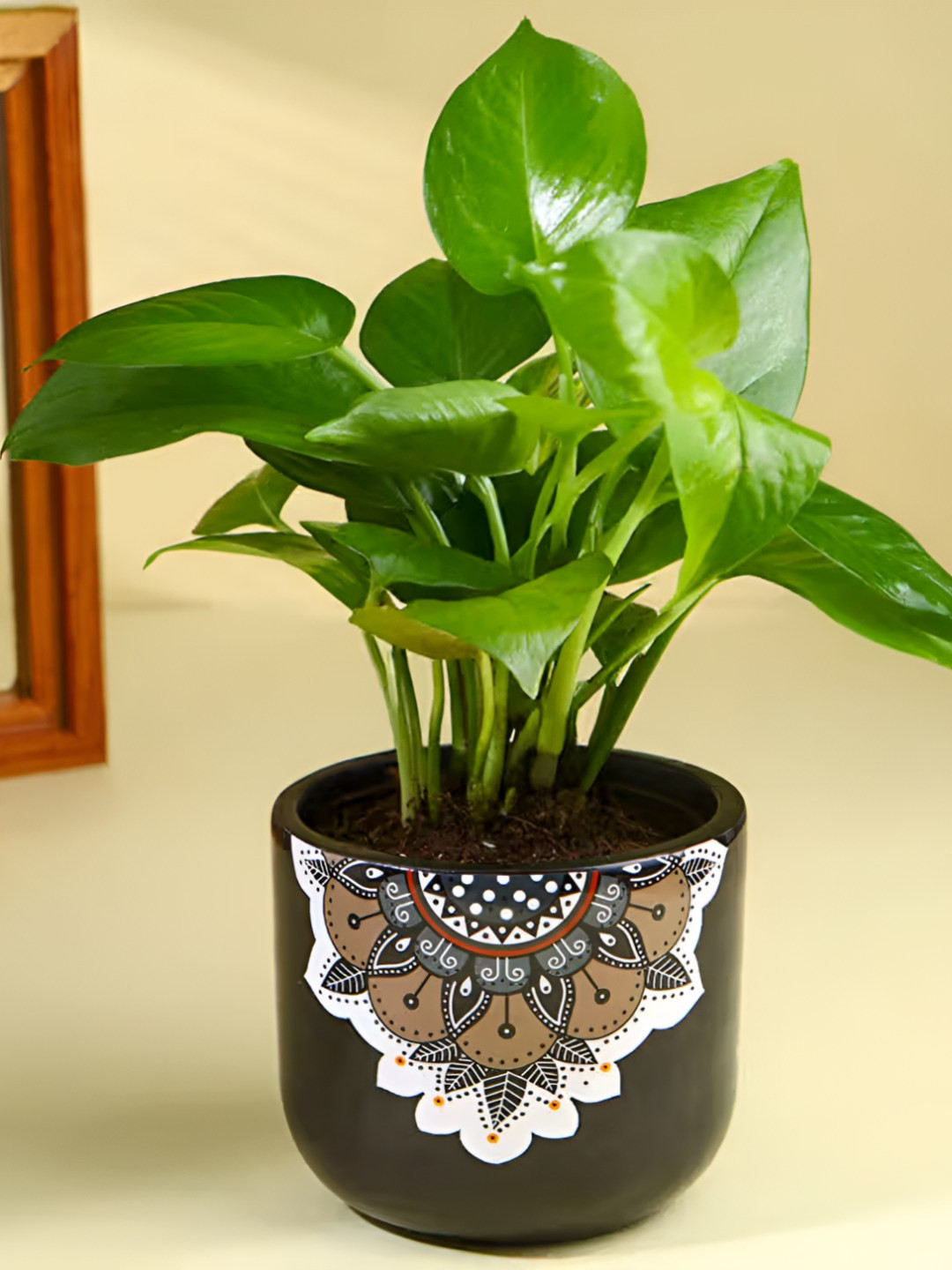 Buy Floweraura Green Air Purify Good Luck Money Live Indoor Plant Comes ...