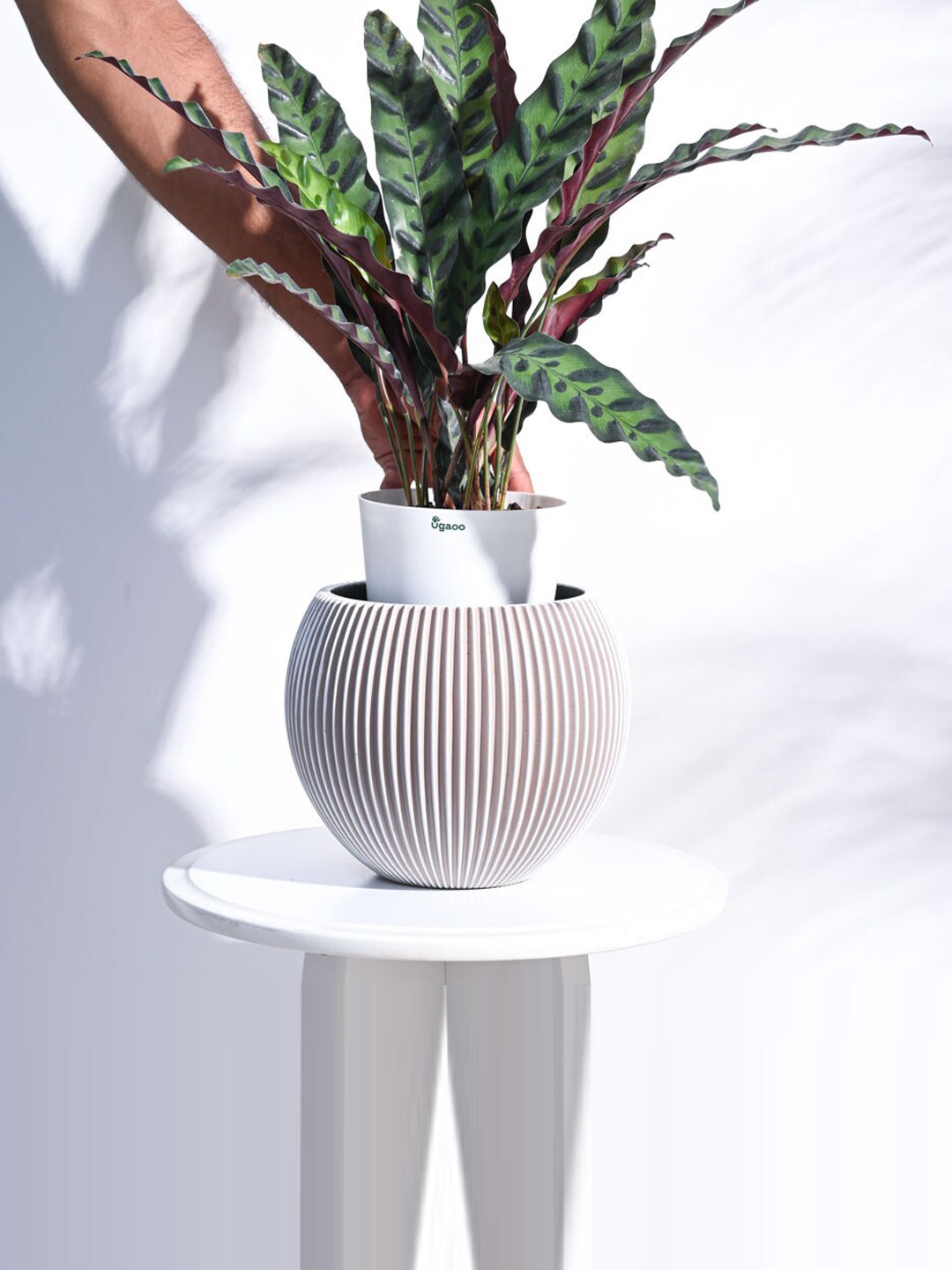 Buy UGAOO Zuri Beige Textured Ball Shaped Planter - Planters for Unisex ...