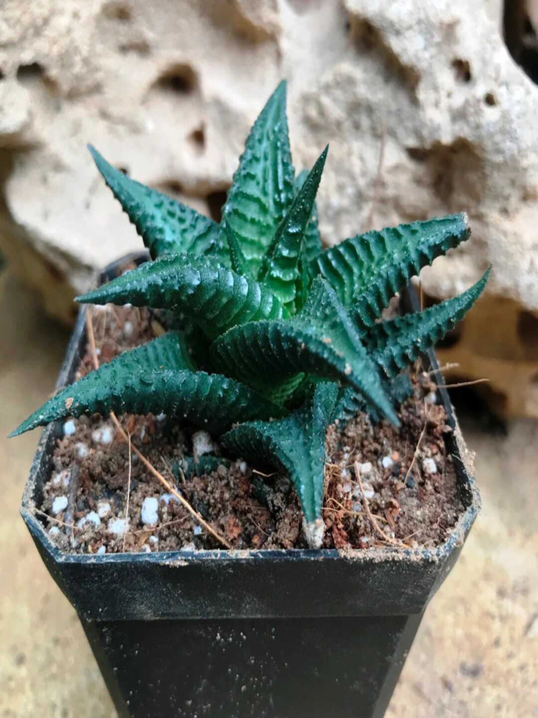 Buy Studio Seed Haworthia Limifolia Nigra Plant - Live Plants for ...