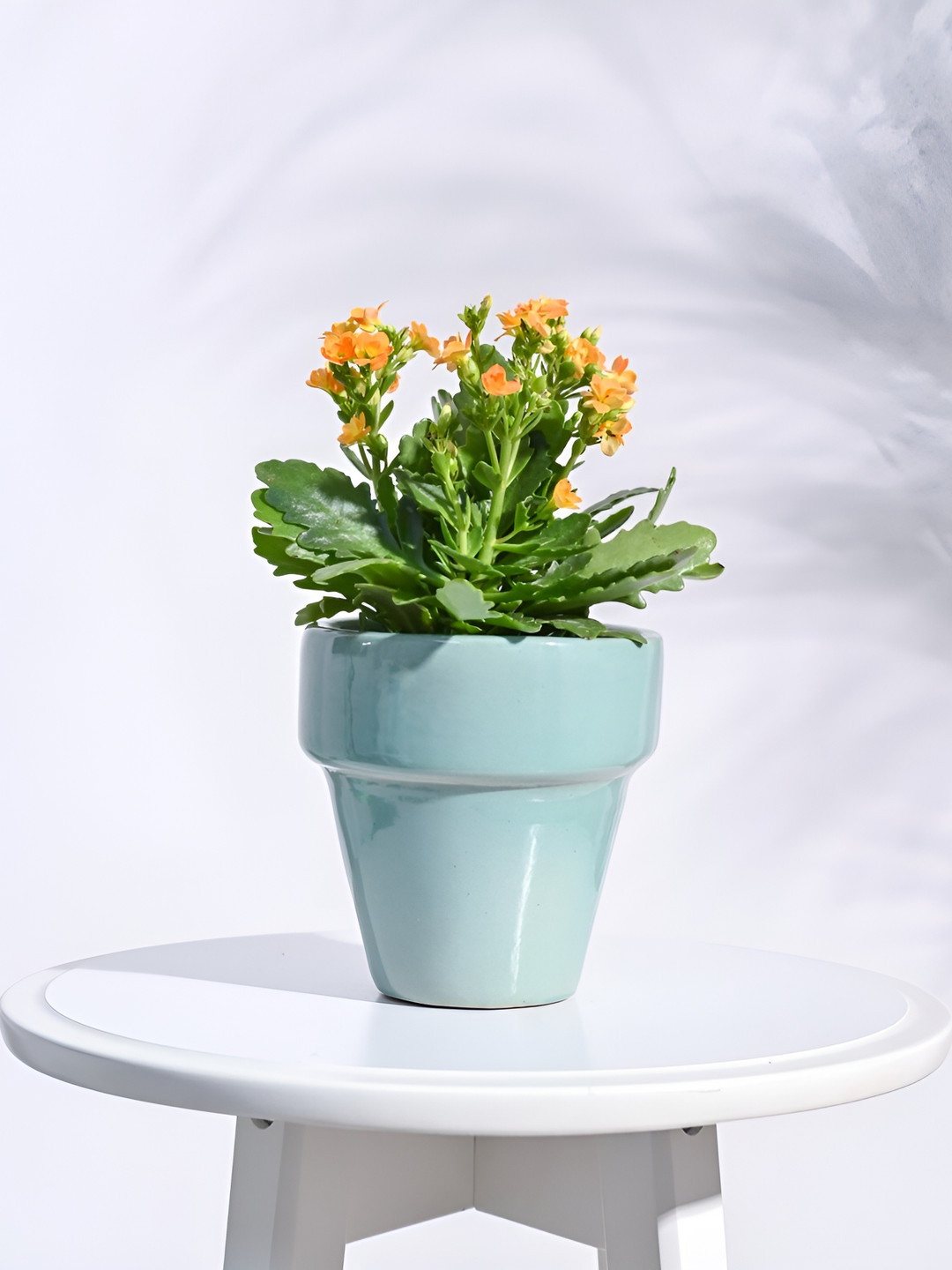 Buy UGAOO Aqua Green Small Ceramic Planter - Planters for Unisex ...