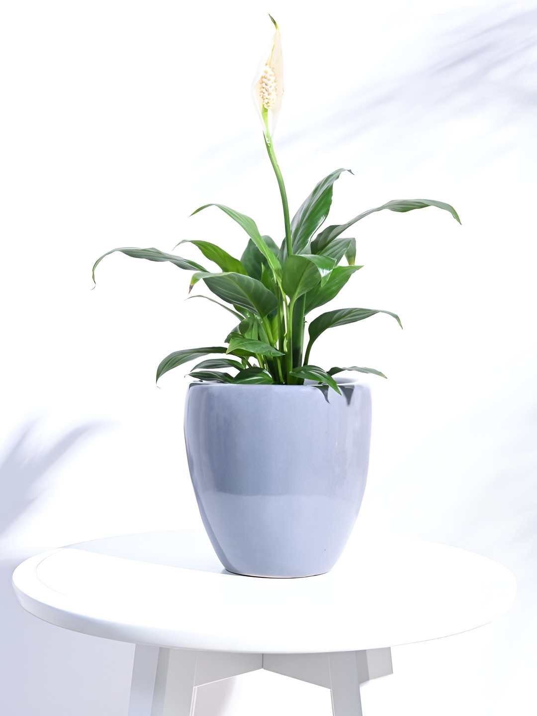 Buy UGAOO Natures Hum Grey Ceramic Planter - Planters for Unisex ...