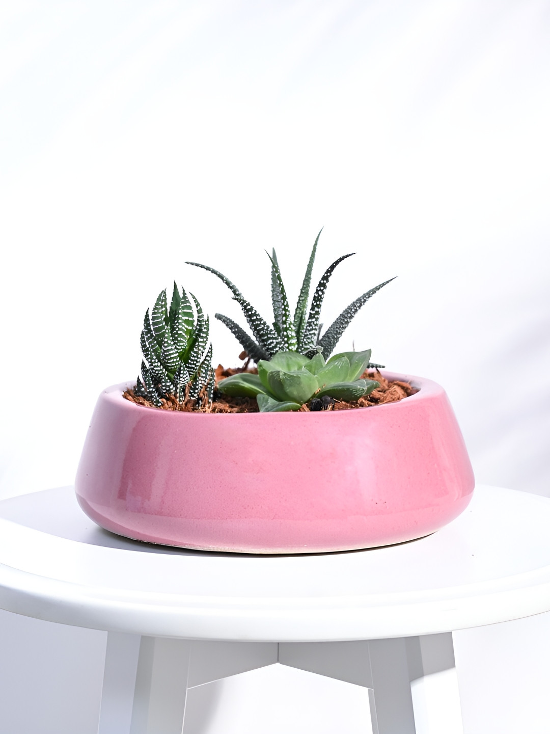Buy UGAOO Tulip Fantasy Magenta Ceramic Planter - Planters for Unisex ...