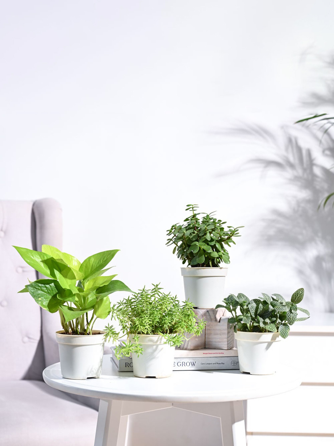 Buy UGAOO Green & White 4 Pieces Indoor Live Plants With Pot - Live ...