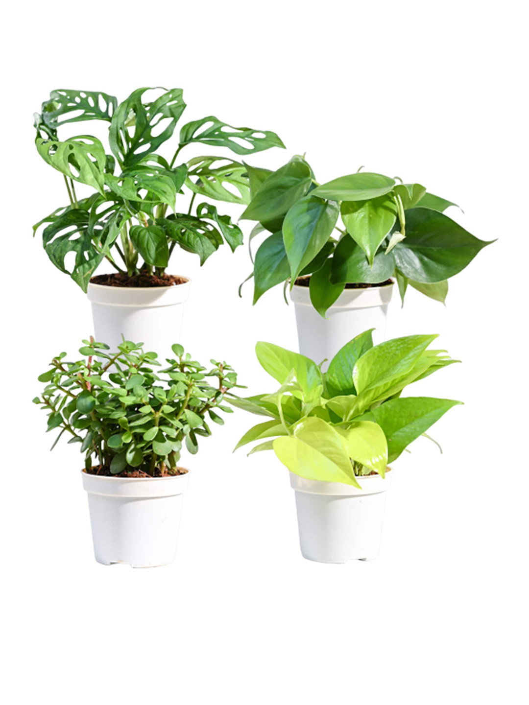 Buy UGAOO Green & White 4 Pieces Indoor Live Plants With Pot - Live ...