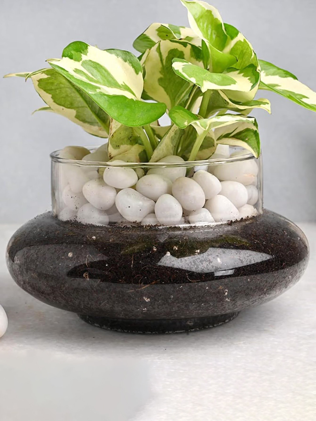 Buy Floweraura Live Pothos Terrarium Plant With Pebbles In Glass Pot ...