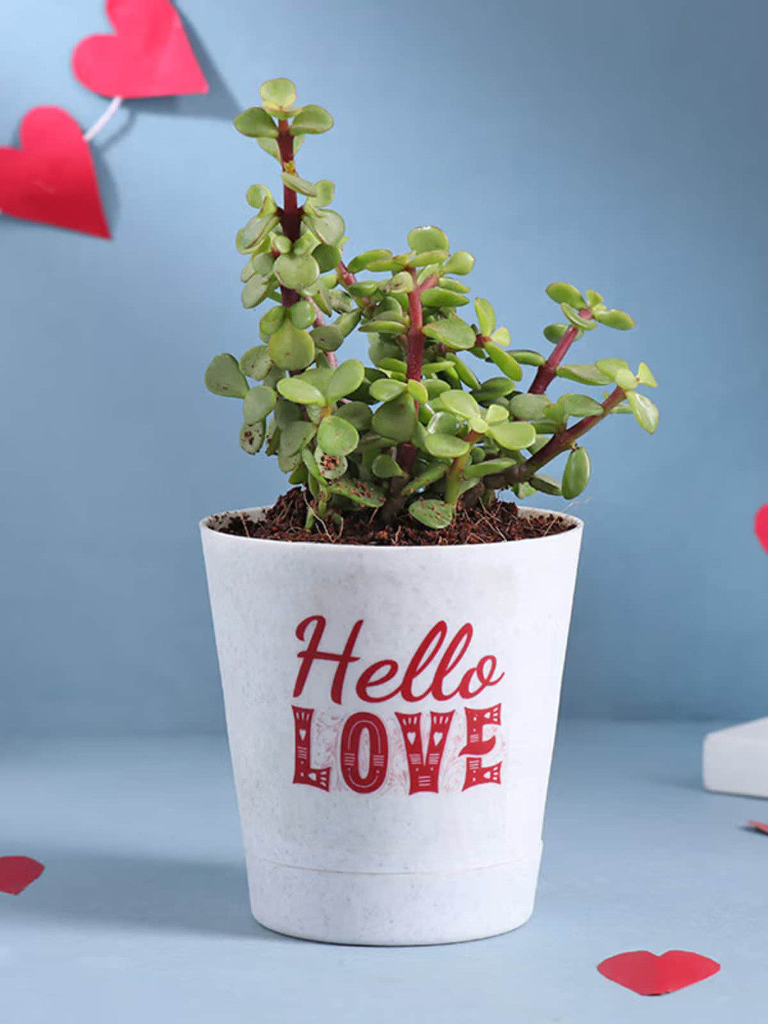 Buy Floweraura Green & White Air Purifying Jade Live Indoor Plant In ...