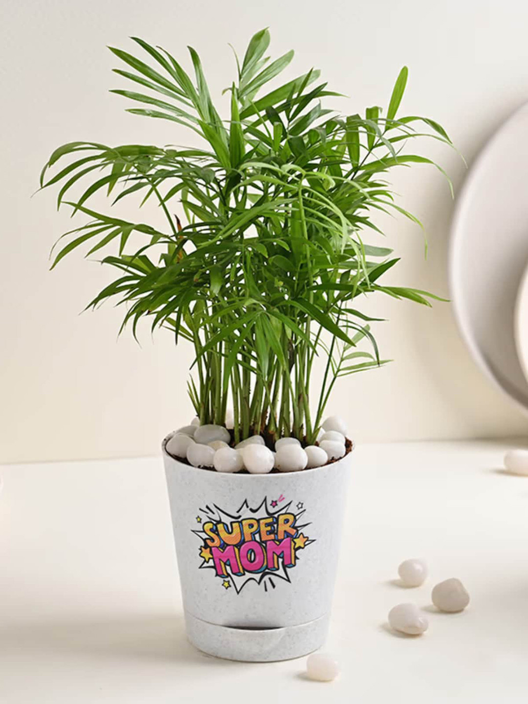 Buy Floweraura Green Air Purifying Chamandorea Palm Live Indoor Plant ...