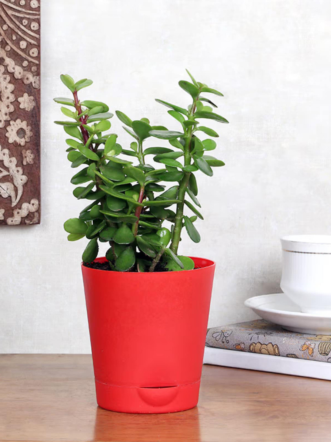 Buy Floweraura Green Air Purifying Majestic Jade Live Indoor Plant In ...