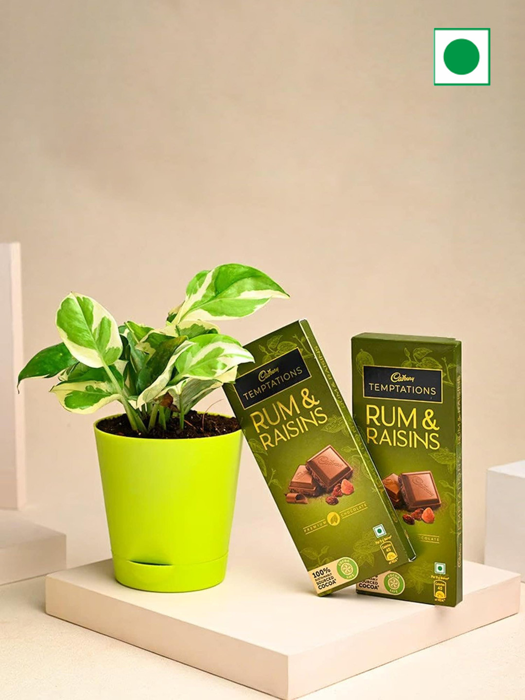 Buy Floweraura Air Purifying Pothos Live Indoor Plant In Plastic Pot ...