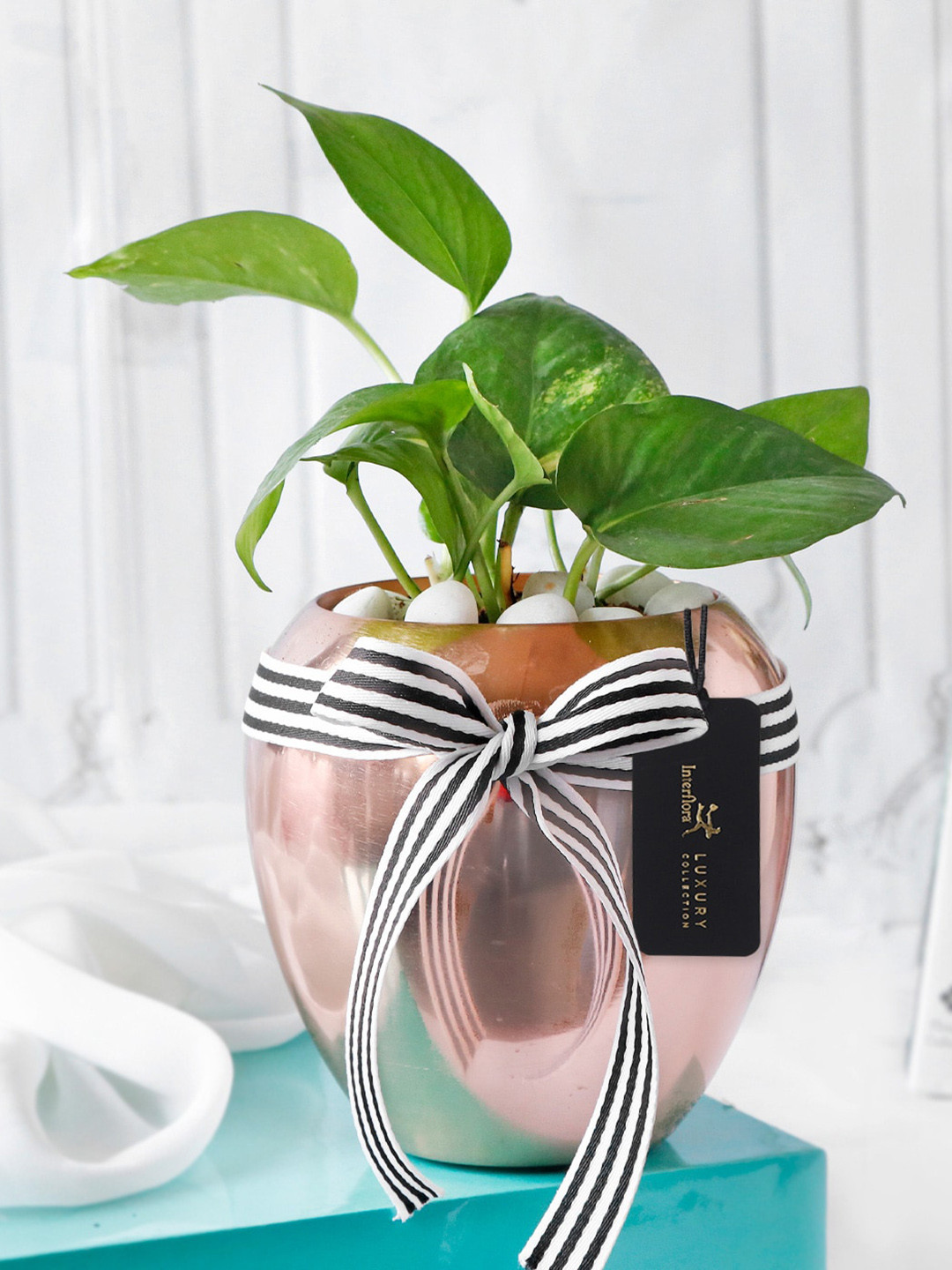 Buy Interflora Green Self Watering Live Money Plant With Pot - Live ...