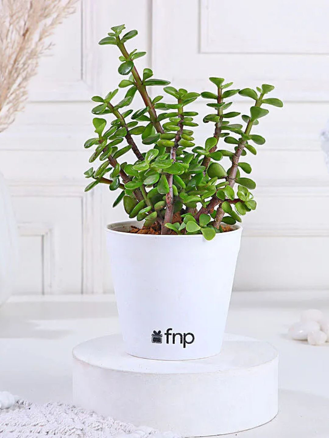Buy Fnp Indoor Jade Plant With Pot 5 Inches - Live Plants for Unisex ...