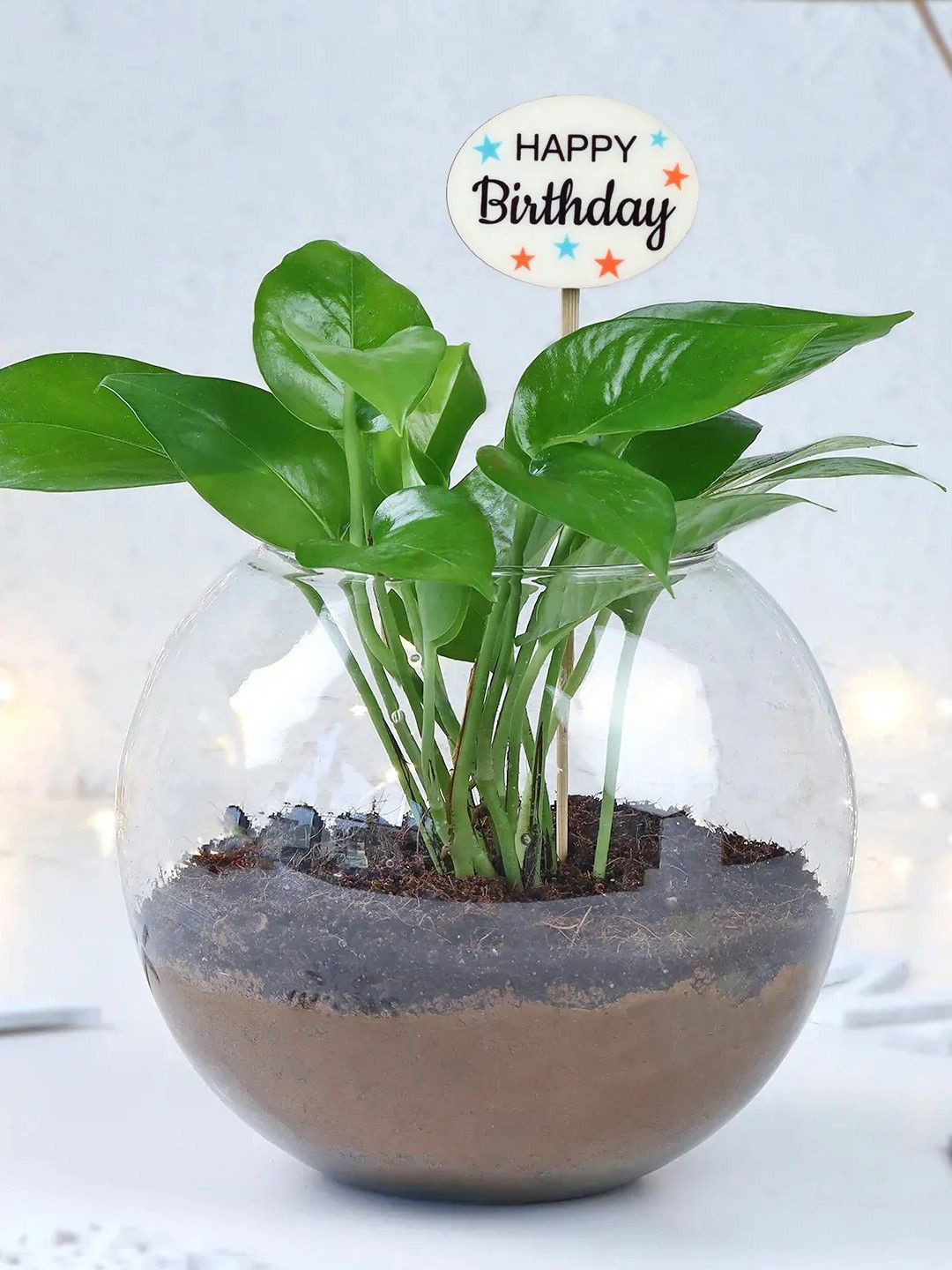 Buy Fnp Blossom Delight Money Plant With Pot 5 Inches - Live Plants for ...