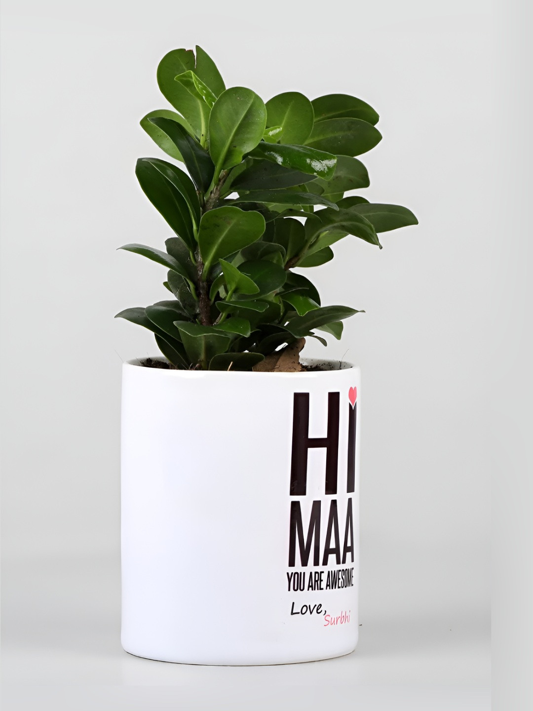 Buy Fnp Green Indoor Ficus Compacta Plant With Pot 5 Inches - Live ...