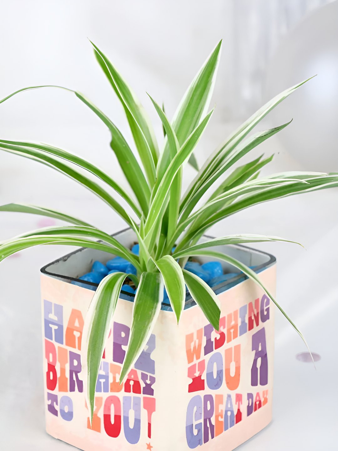Buy Fnp Green Spider Plant With Glass Vase 4 Inches - Live Plants for ...
