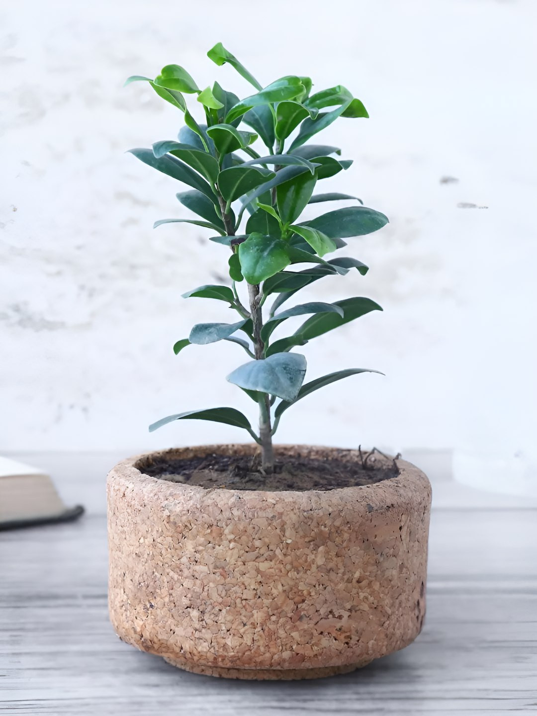 Buy Fnp Green & Brown Ficus Compacta Plants With Cork Pot 3 Inch - Live ...