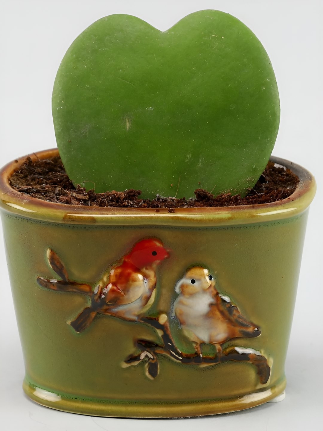 Buy Fnp Green Indoor Hoya Plant With Pot 3 Inches - Live Plants for ...