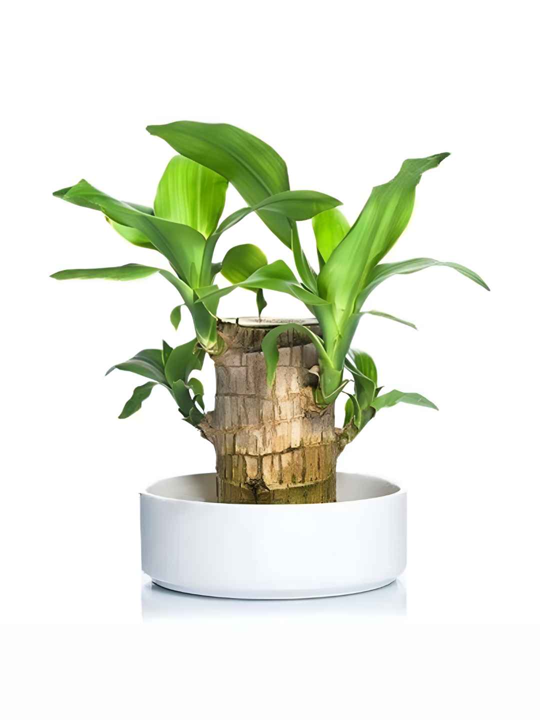 Buy Adbeni Indoor Brazil Brown & Green Wooden Plant With Pot 4.5 Inches ...