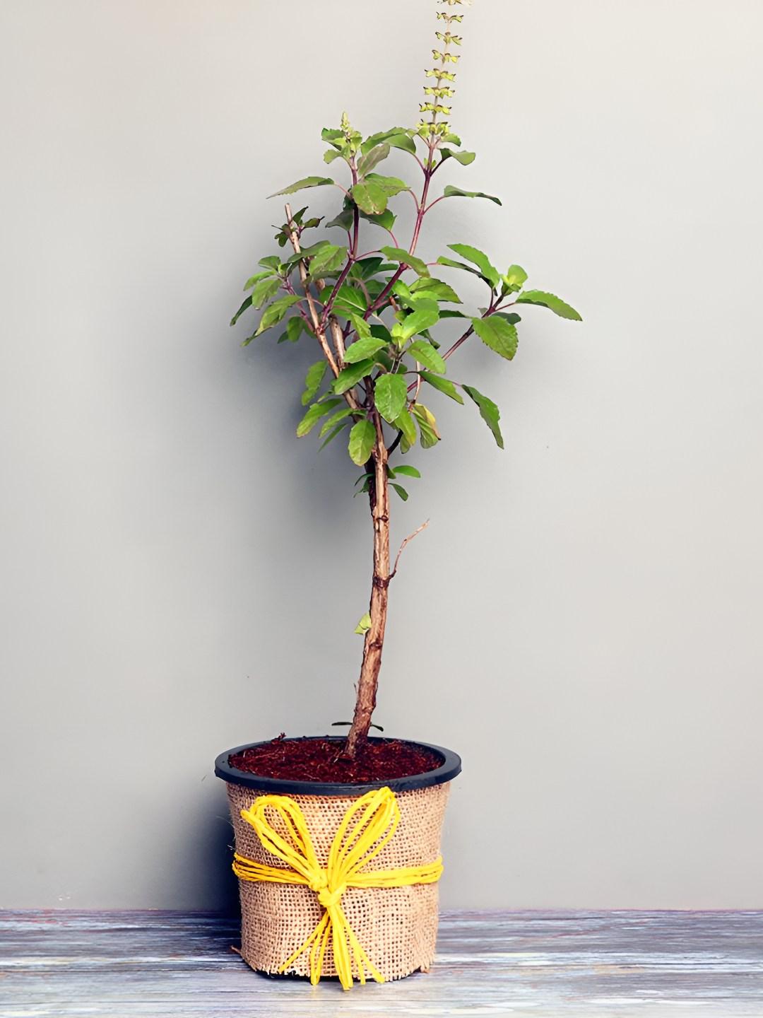 Buy Floweraura Green & Beige Indoor Divine Tulsi Plant With Pot - Live ...
