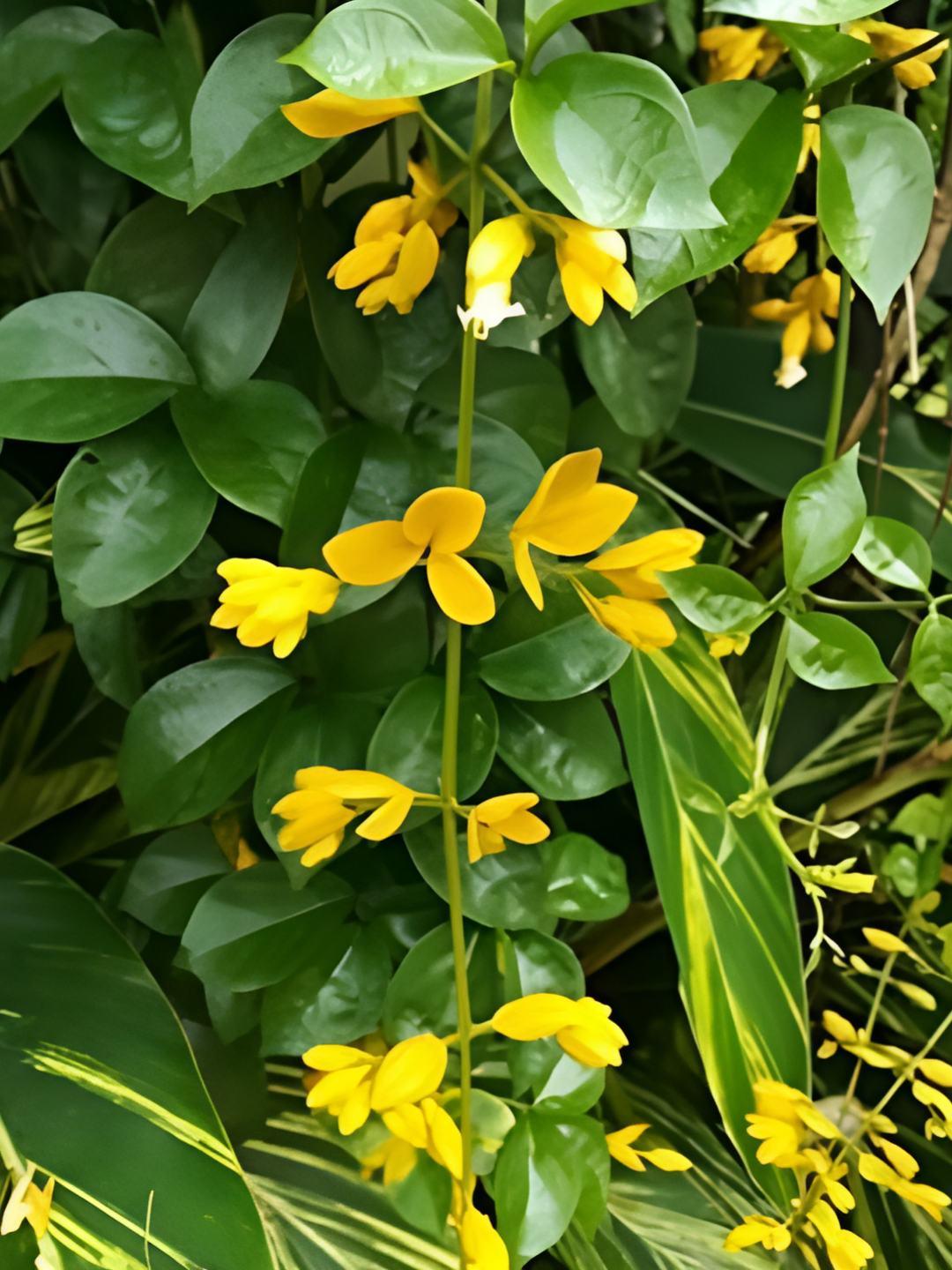 Buy Hug A Plant Green & Yellow Outdoor Golden Cascade Hanging Seedling ...
