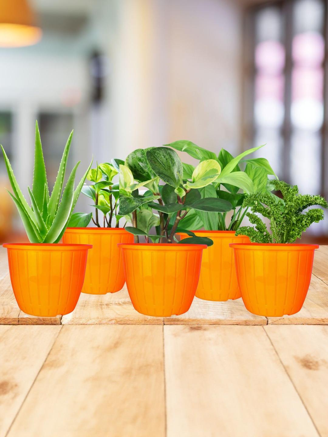 Buy 8 Inch Duro Pot For Plants With Saucer Tray - Planters for Unisex ...