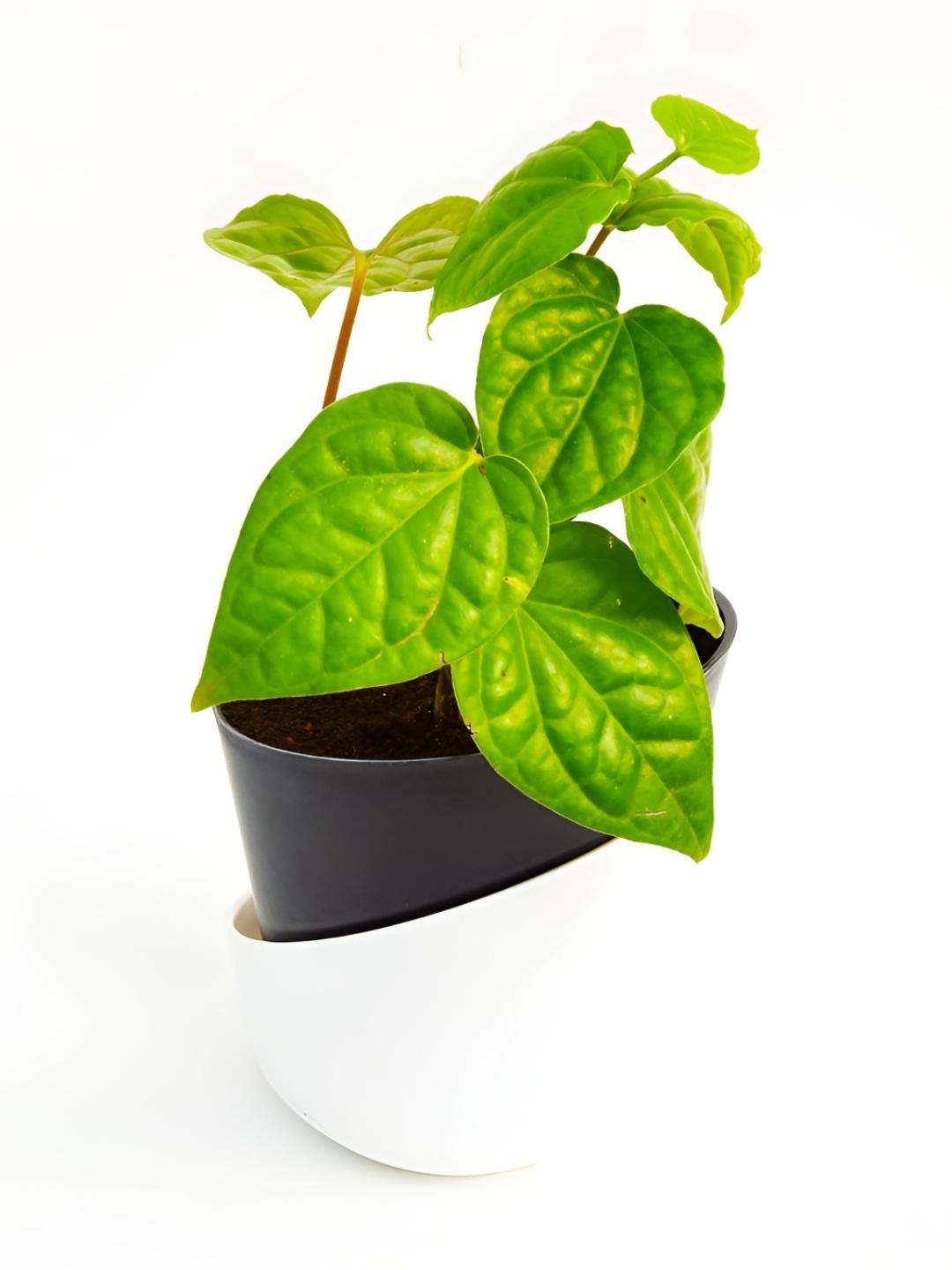 Buy India Gardening Betel Leaf Plant With Self Watering Pot - Live ...