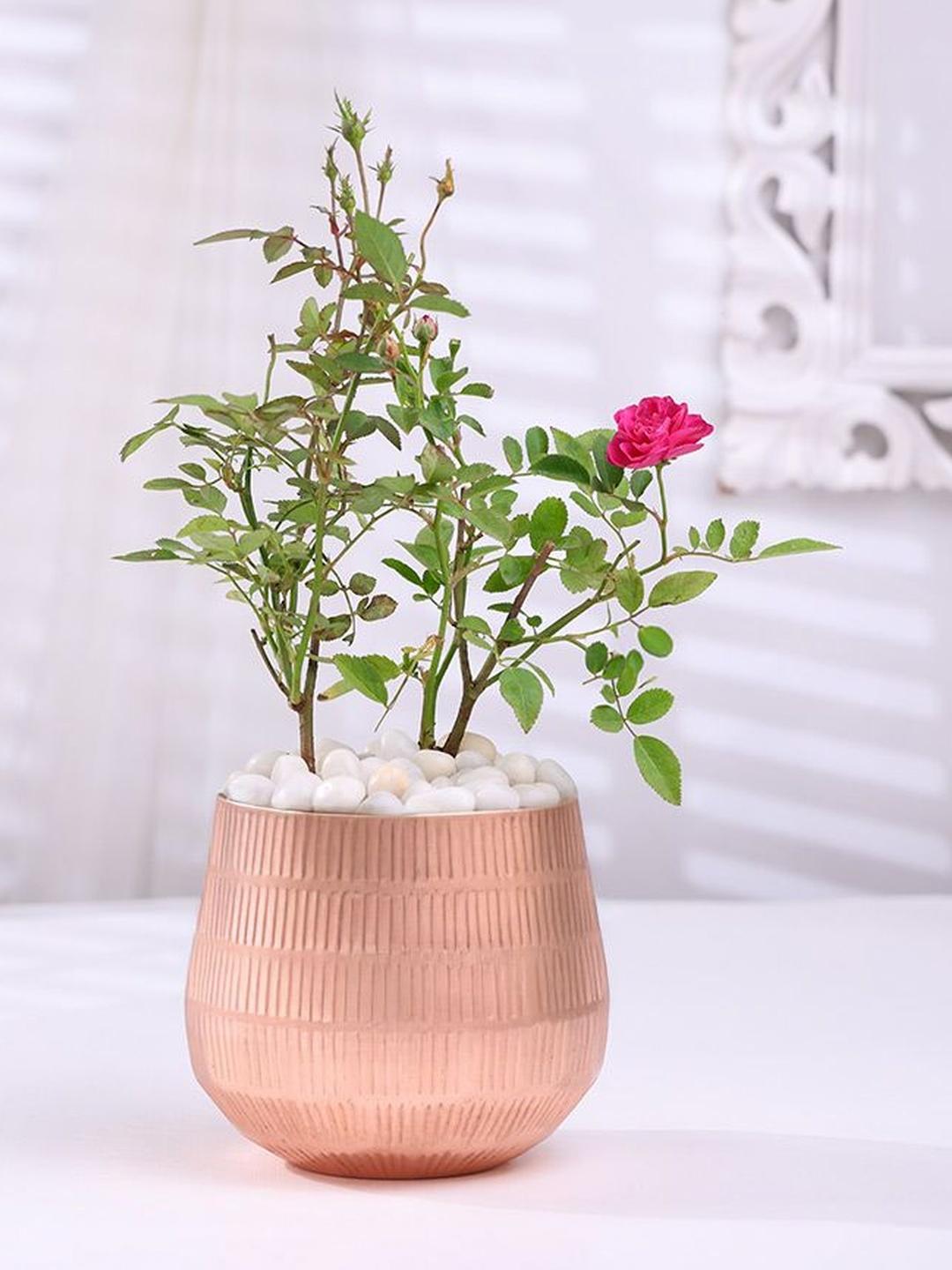 Buy Floweraura Indoor Rose Plant With Pot 4 Inches - Live Plants for ...