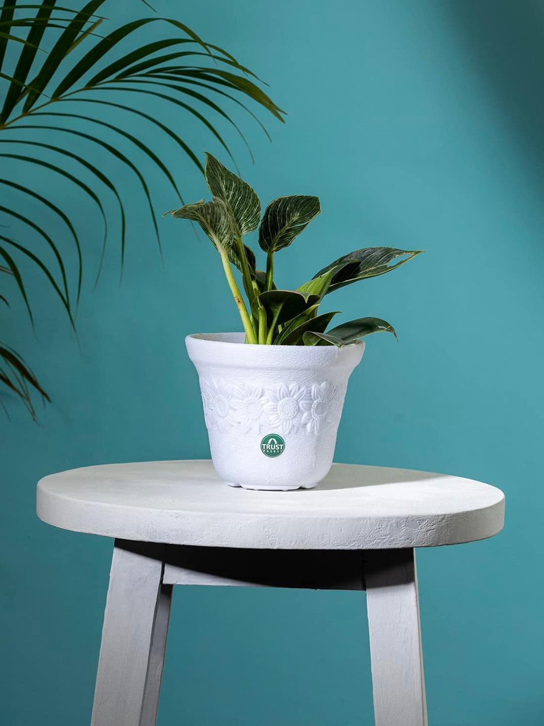 Buy TRUSTBASKET White Textured Sunny Planter - Planters for Unisex ...