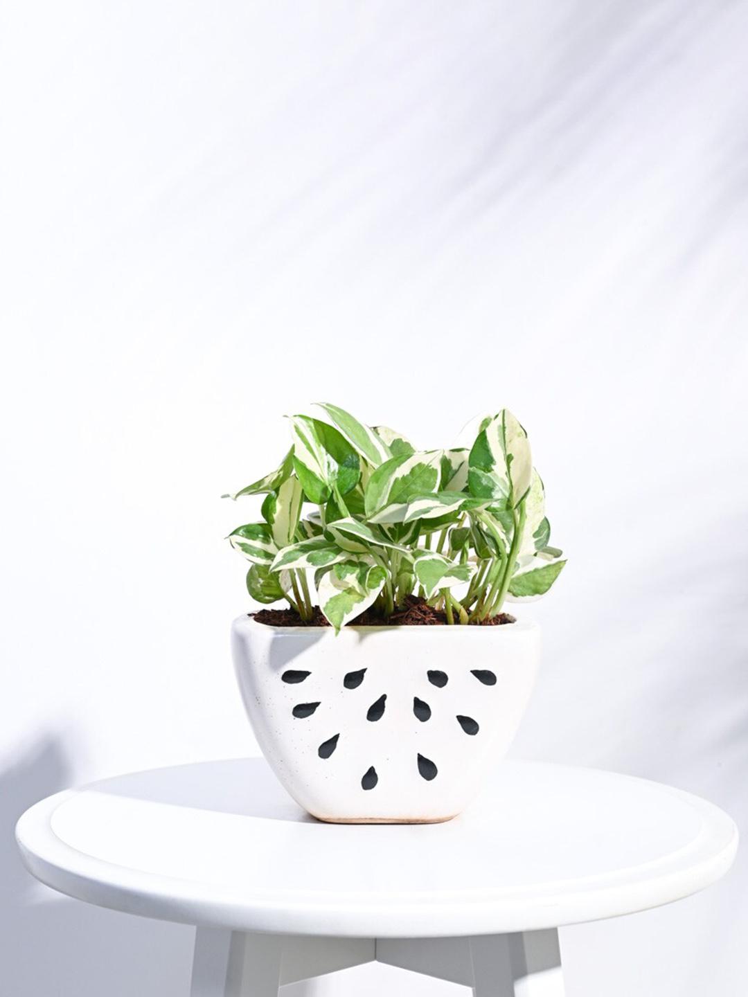 Buy UGAOO White Watermelon Ceramic Planter - Planters for Unisex ...