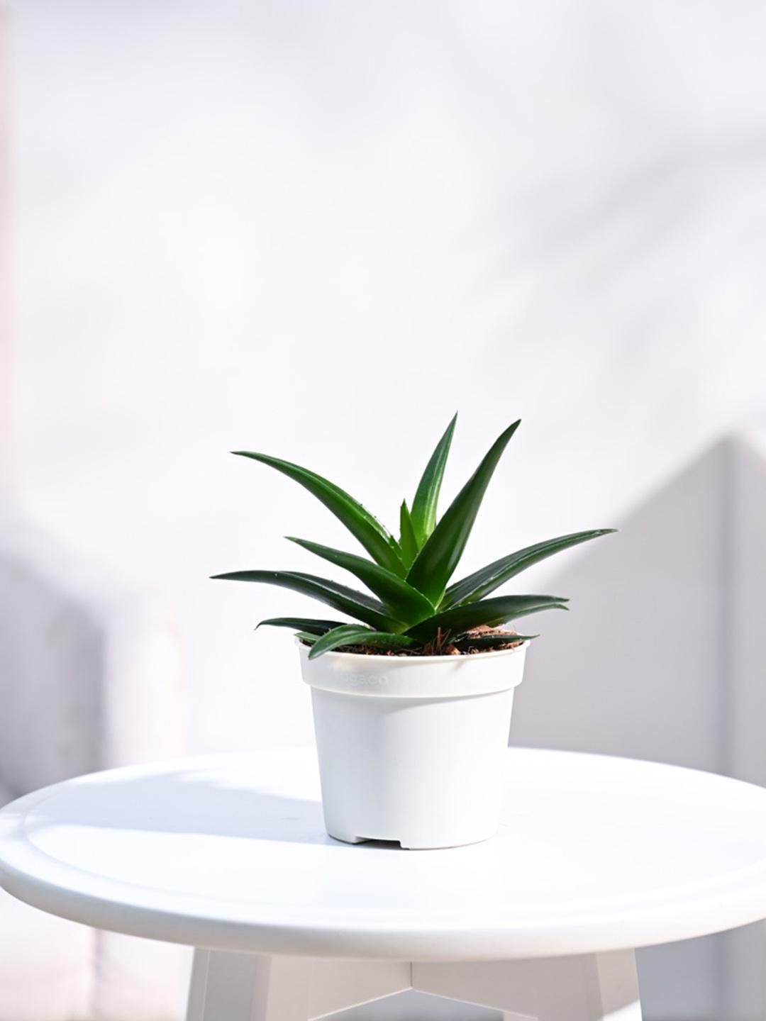 Buy UGAOO Aloe Vera Mini Plant Indoor Live Plant & Grow Pot - Live ...