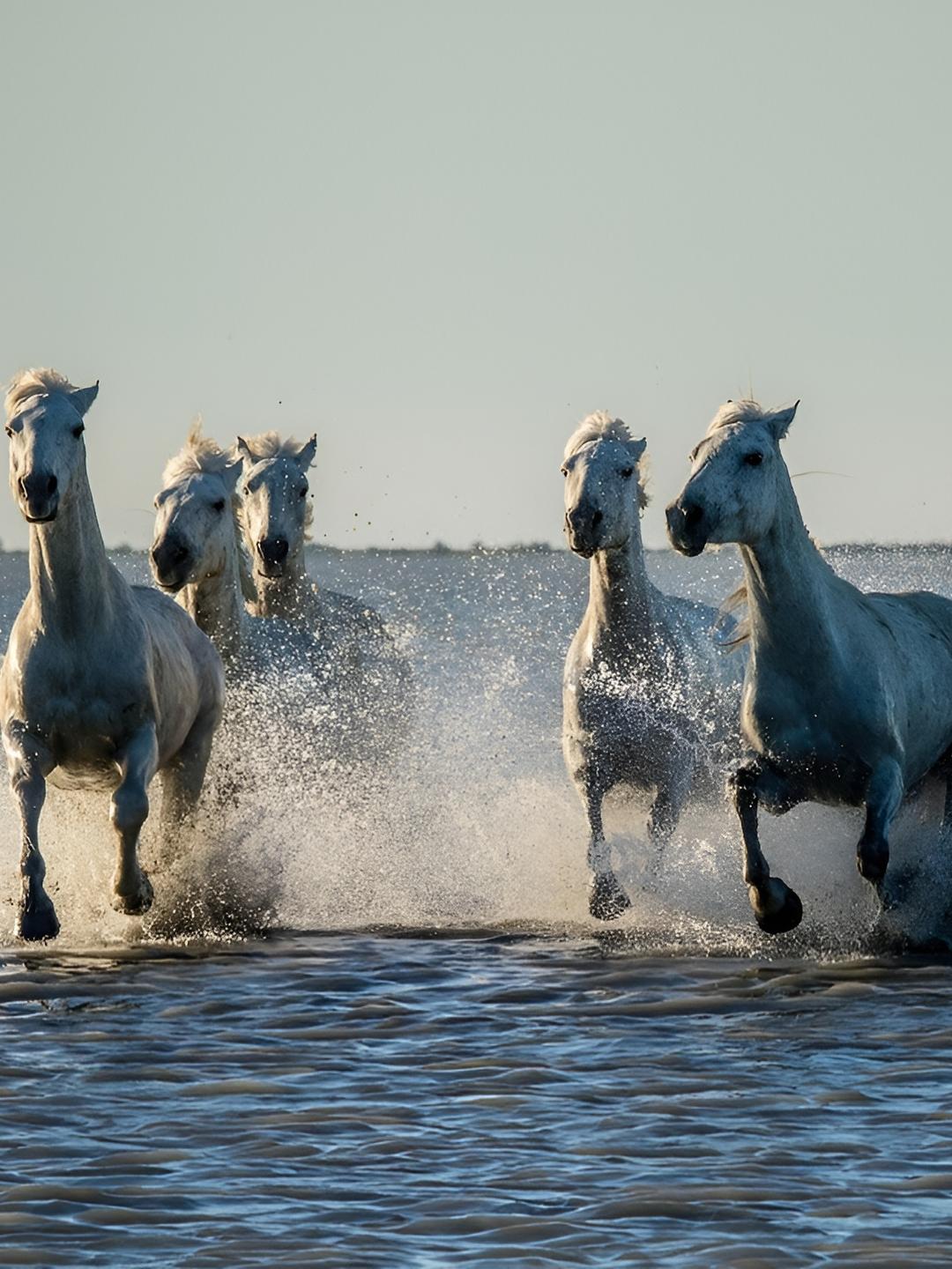 Buy Wallpics Blue & White Animals Printed Wallpaper - Decals And ...