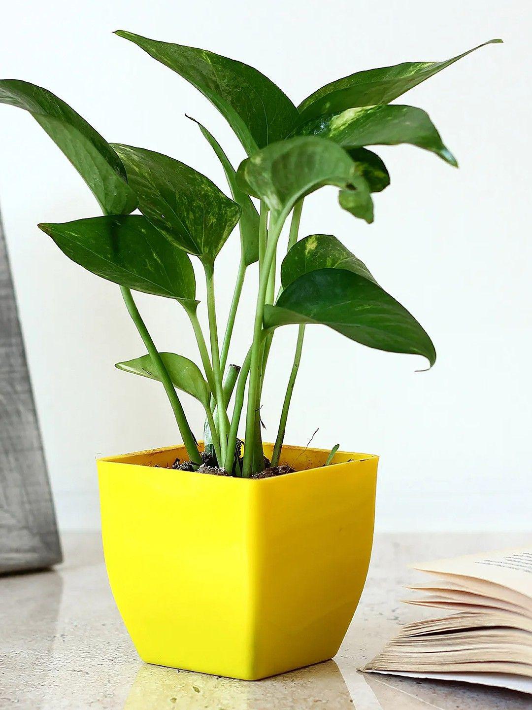 Buy Fnp Money Plant With Pot - Live Plants for Unisex 29996421 | Myntra