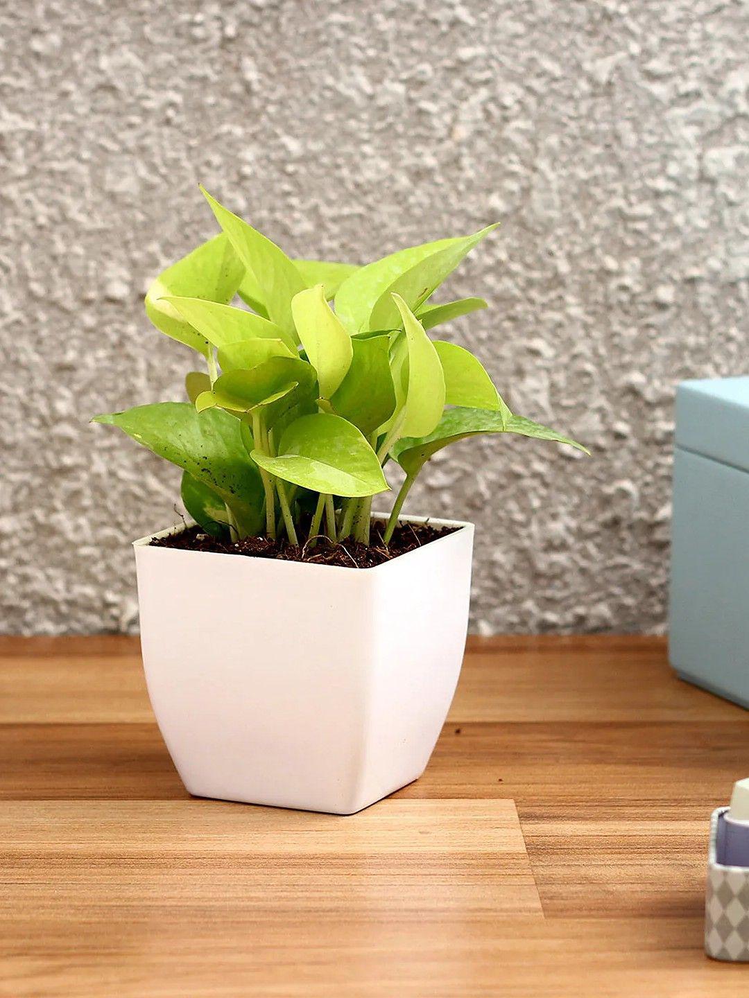 Buy Fnp Green & White Money Plant With Pot - Live Plants for Unisex ...