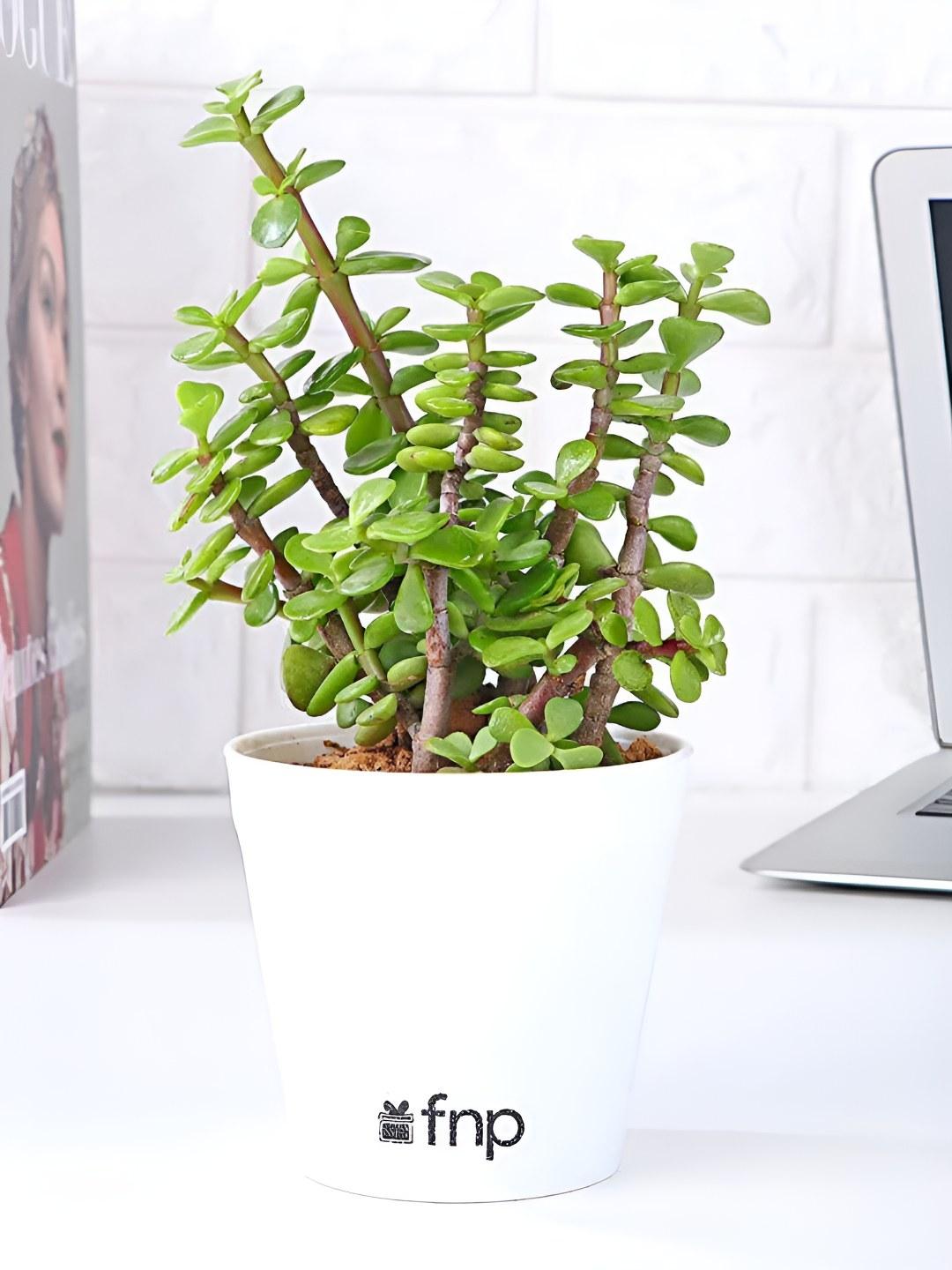 Buy Fnp Indoor Jade & Syngonium Plant With Pot 5 Inches - Live Plants ...