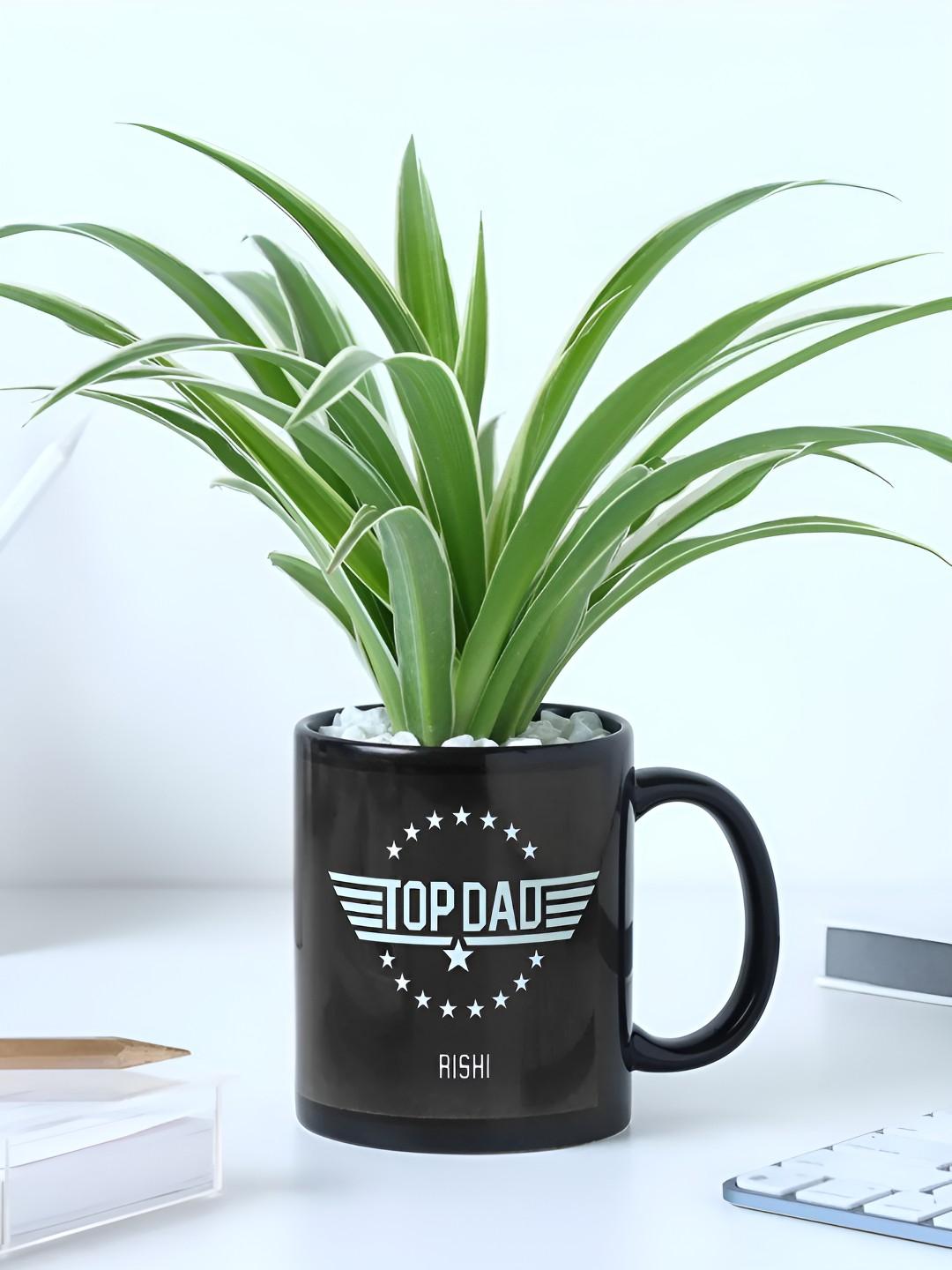 Buy Fnp Green & Black Spider Live Plants With Pot 4 Inches - Live ...