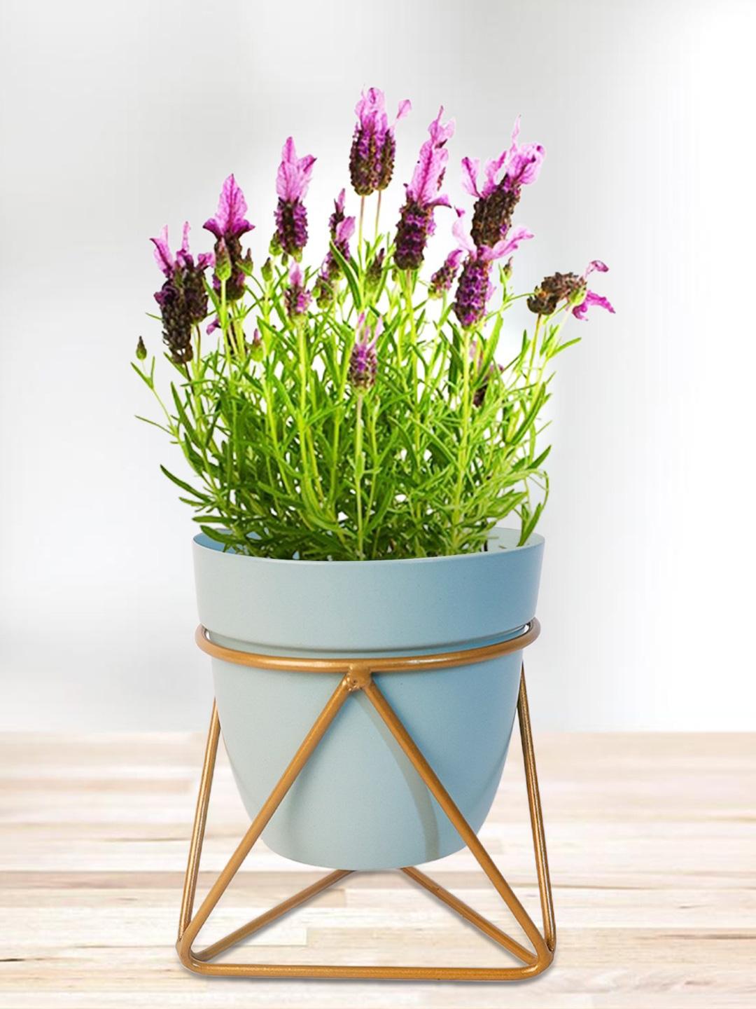 Buy Nymph Blue Flower Planters With Stand - Planters for Unisex ...
