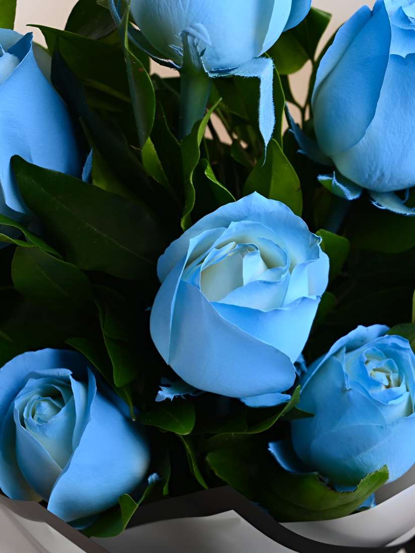 Blue Colour Flower Photos - Infoupdate.org